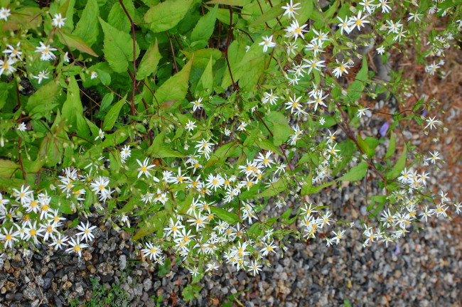 Årets perenn i blomning - GladiGrönt